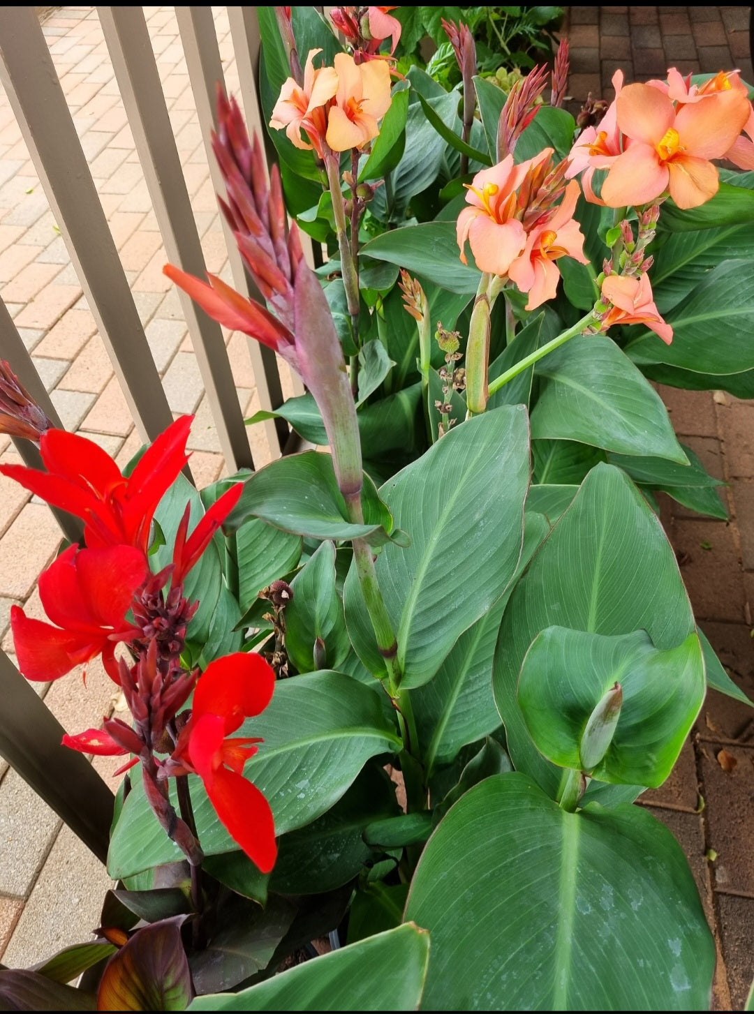 Canna Cannova Varieties 20cm pot – Lenzanne Plants