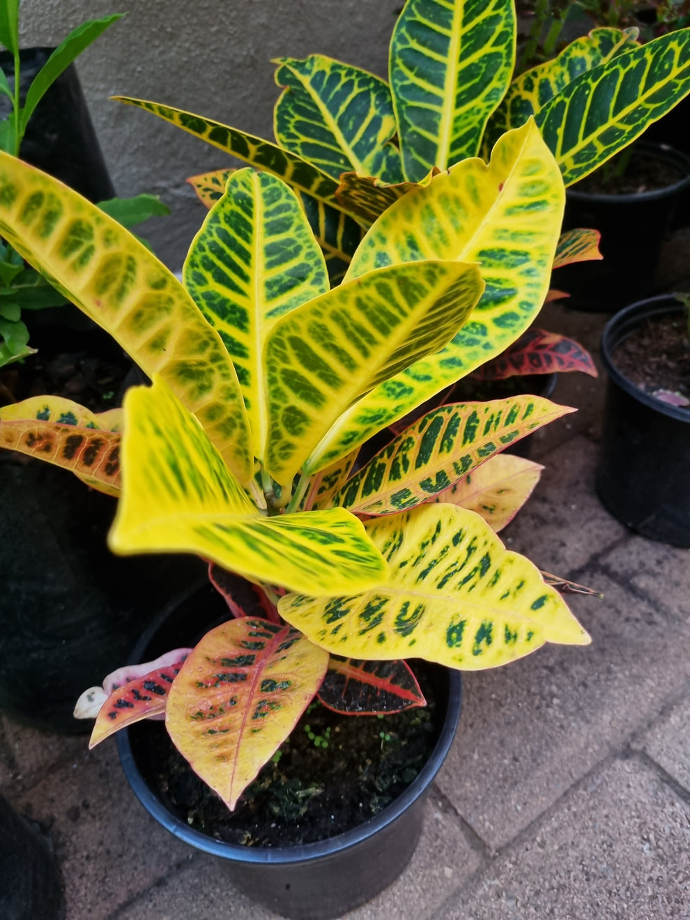 Indoor Croton Petra – Lenzanne Plants