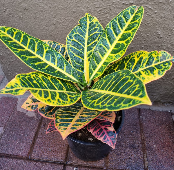 Indoor Croton Petra – Lenzanne Plants