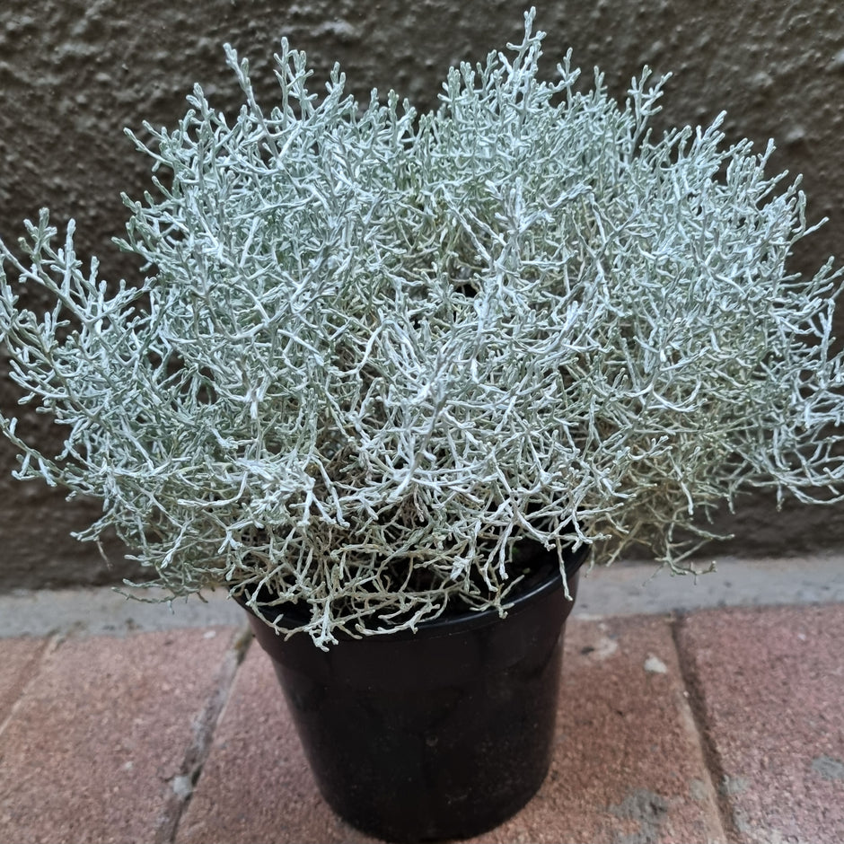 Products – Lenzanne Plants