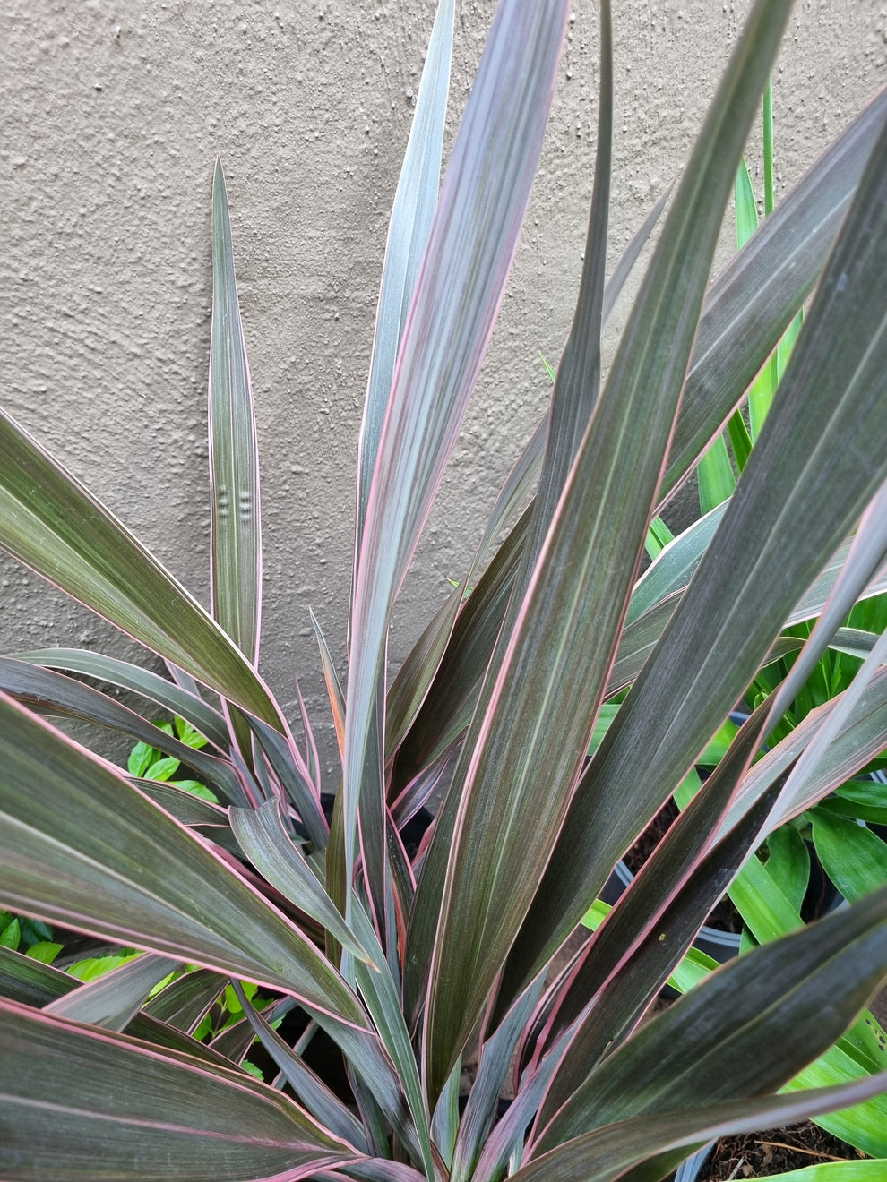 Flax (Phormium Tenax) Pink Stripe 10L – Lenzanne Plants