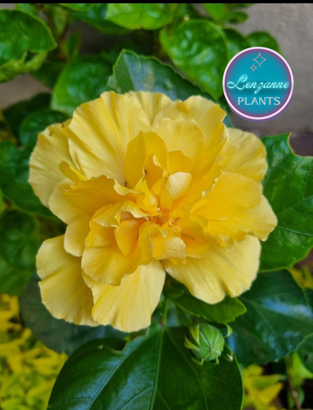 Hibiscus Full Moon 5L – Lenzanne Plants