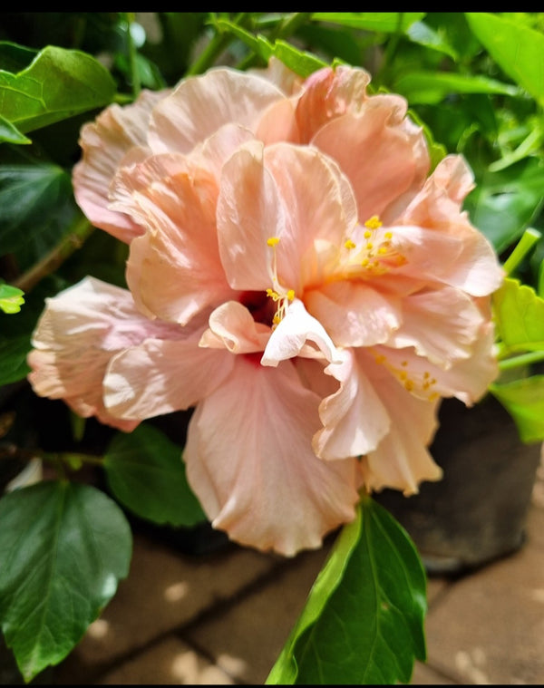 Hibiscus Princess Marina 5L – Lenzanne Plants